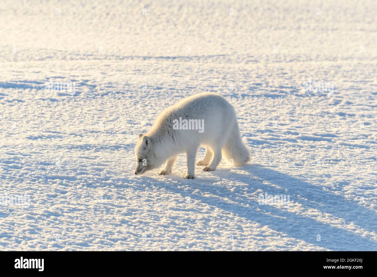 Wild arctic fox (Vulpes Lagopus) in tundra in winter time. White arctic ...