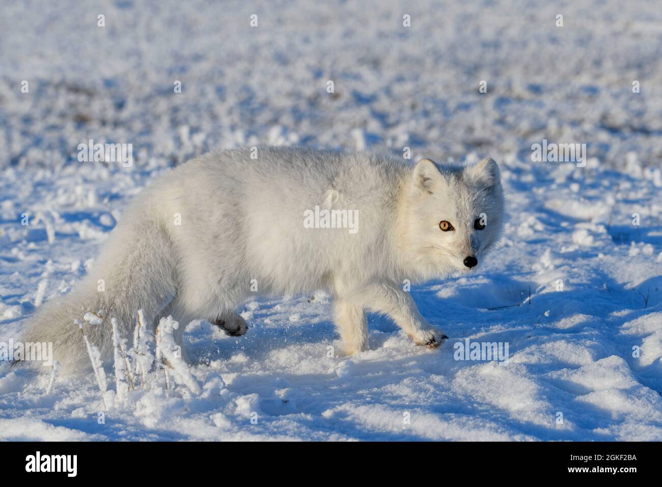 Wild arctic fox (Vulpes Lagopus) in tundra in winter time. White arctic ...