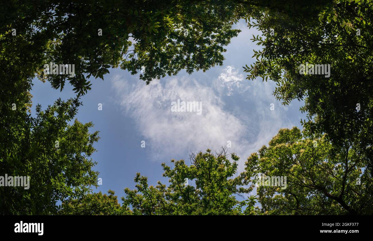 view of the sky between the treetops - blue sky framed by tree branches ...