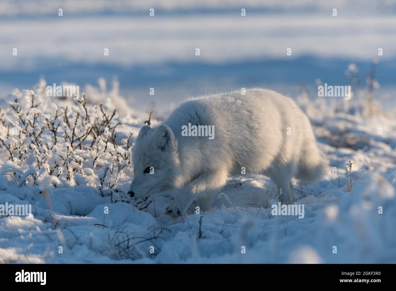 Wild arctic fox (Vulpes Lagopus) in tundra in winter time. White arctic ...