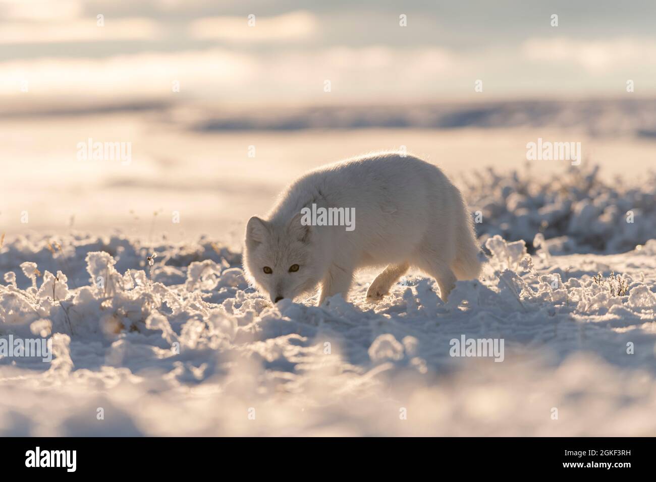 Wild arctic fox (Vulpes Lagopus) in tundra in winter time. White arctic ...