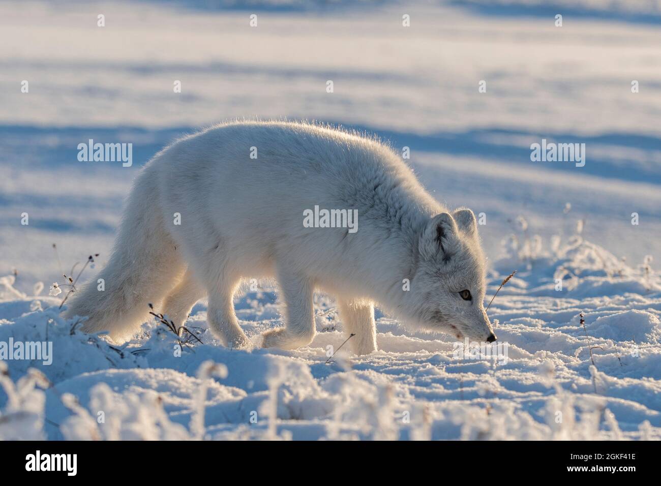 Wild arctic fox (Vulpes Lagopus) in tundra in winter time. White arctic ...
