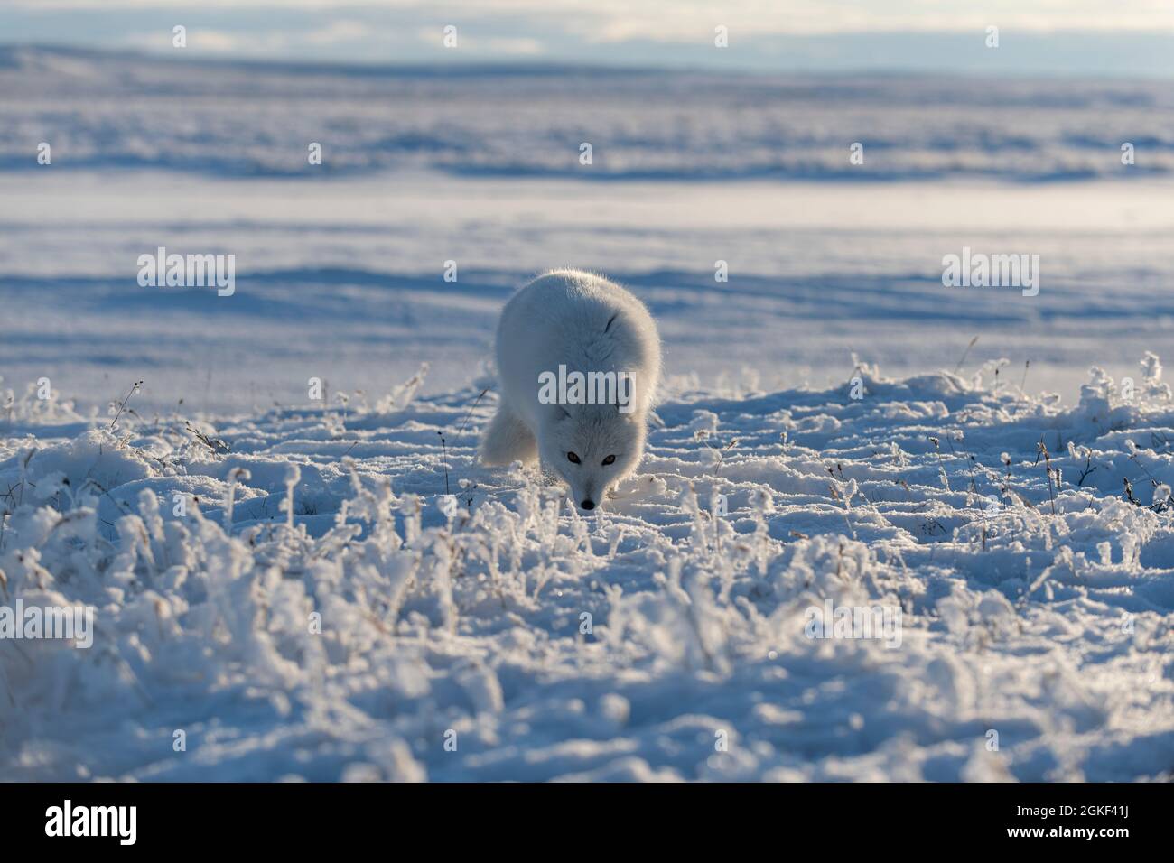 Wild arctic fox (Vulpes Lagopus) in tundra in winter time. White arctic ...