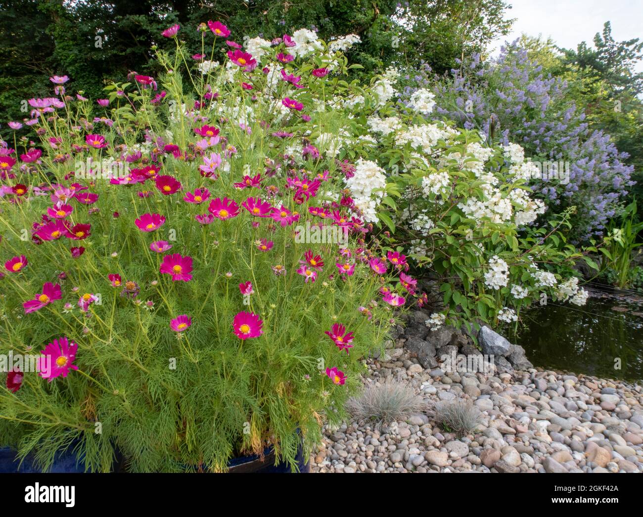 Pink cosmos in a pot with hydrangea paniculata White Moth behind and ...