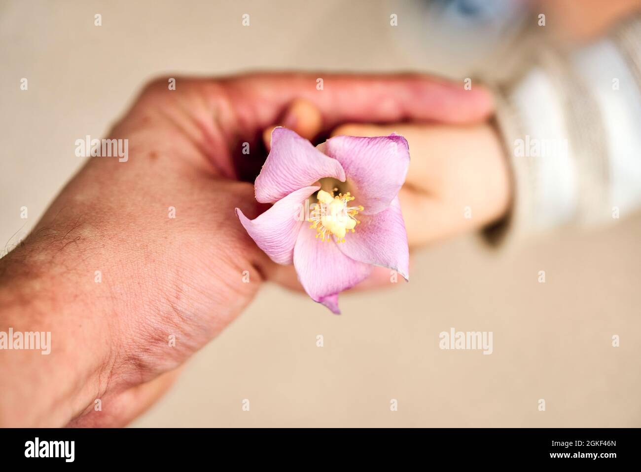 child's hand handing a flower to his father's hand Stock Photo - Alamy