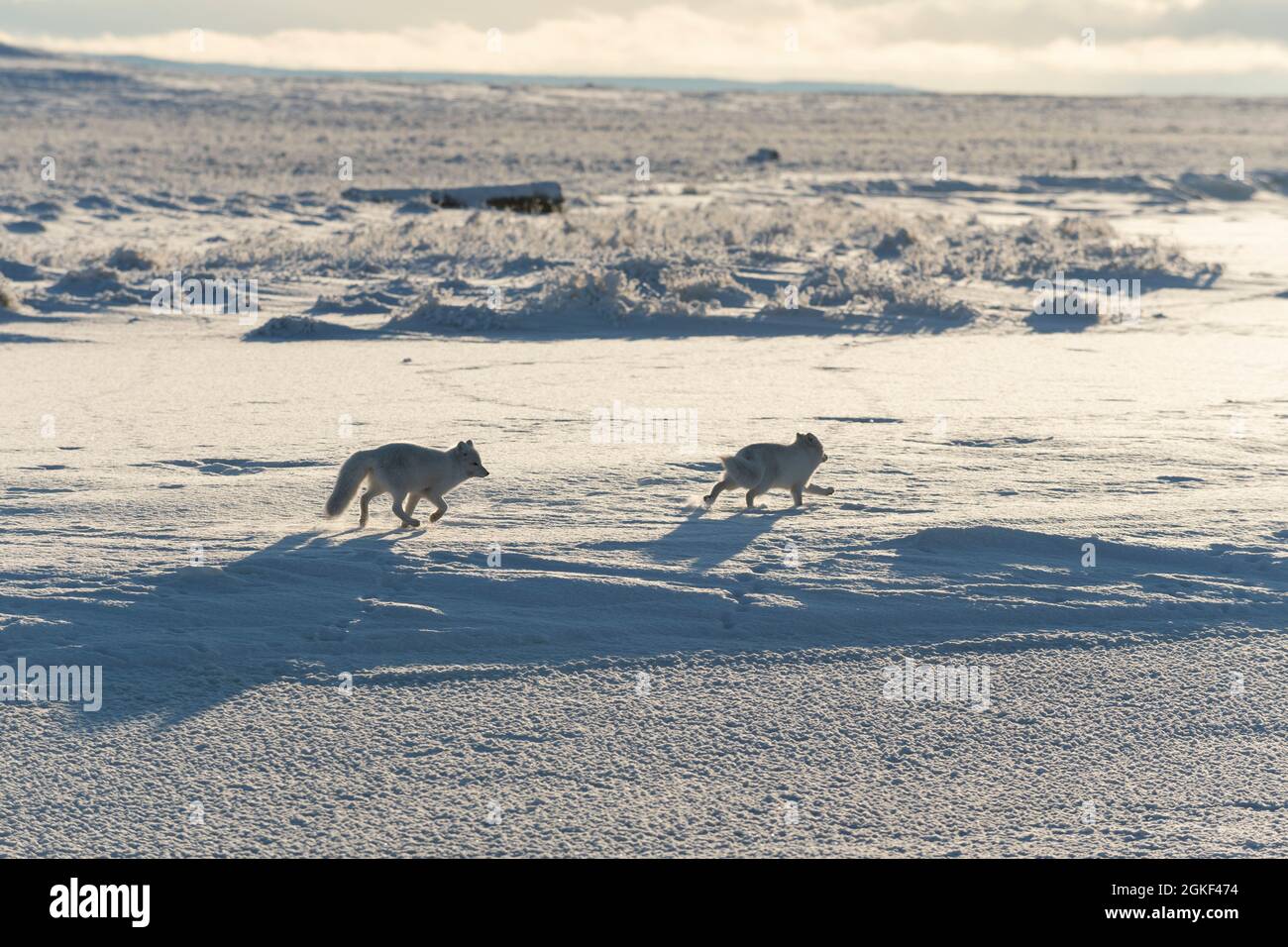 Two arctic foxes (Vulpes Lagopus) in wilde tundra. Arctic fox playing ...