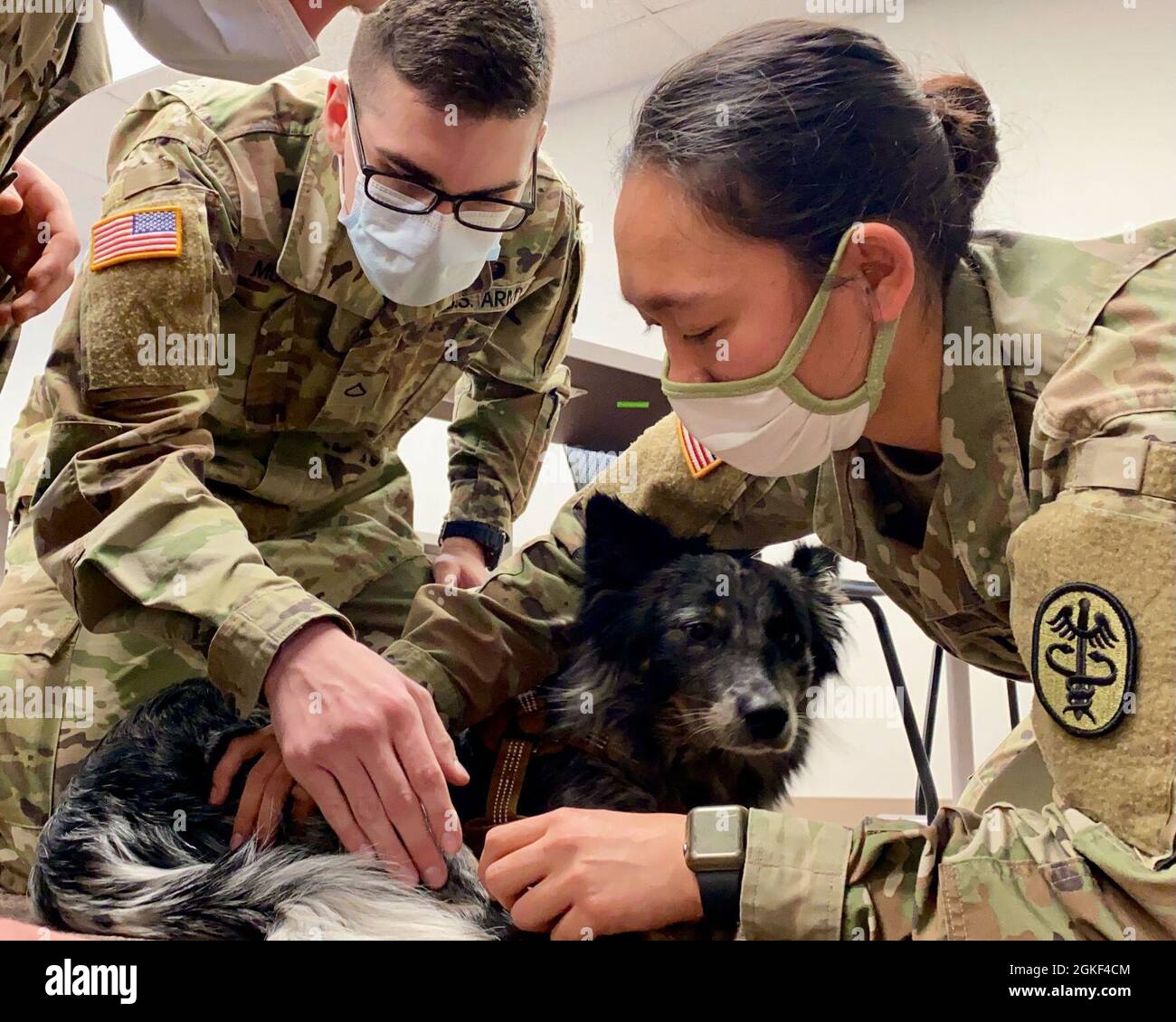 Army veterinarian hi-res stock photography and images - Alamy