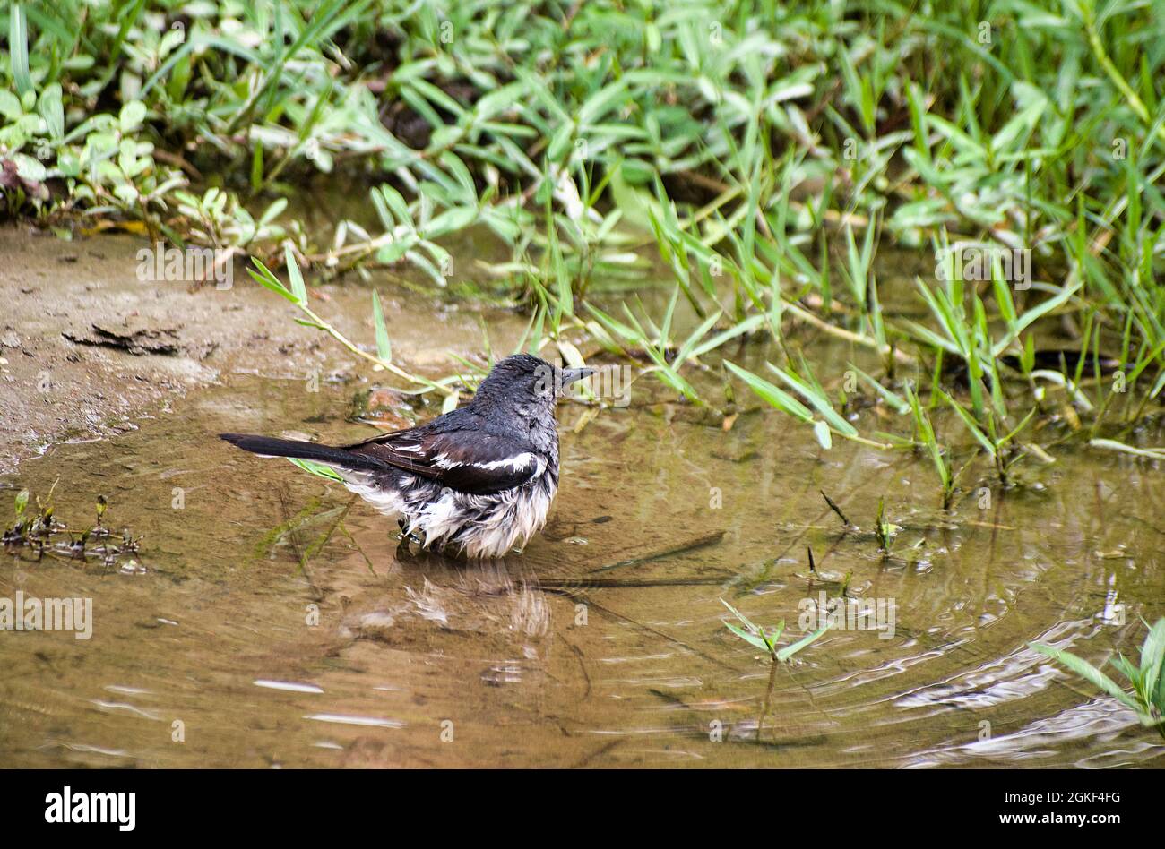 Oriental magpie robin in the water.Copsychus saularis Stock Photo - Alamy