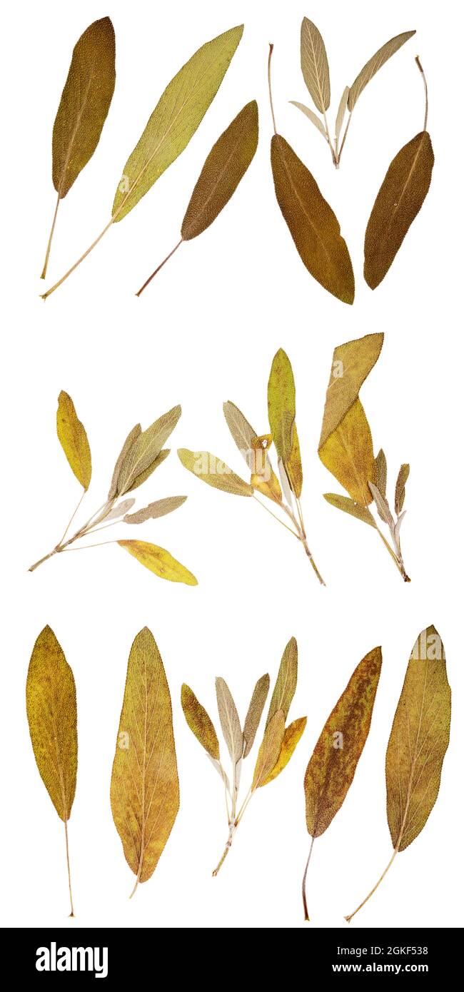 Set of dry flat leaves isolated on white background Stock Photo - Alamy