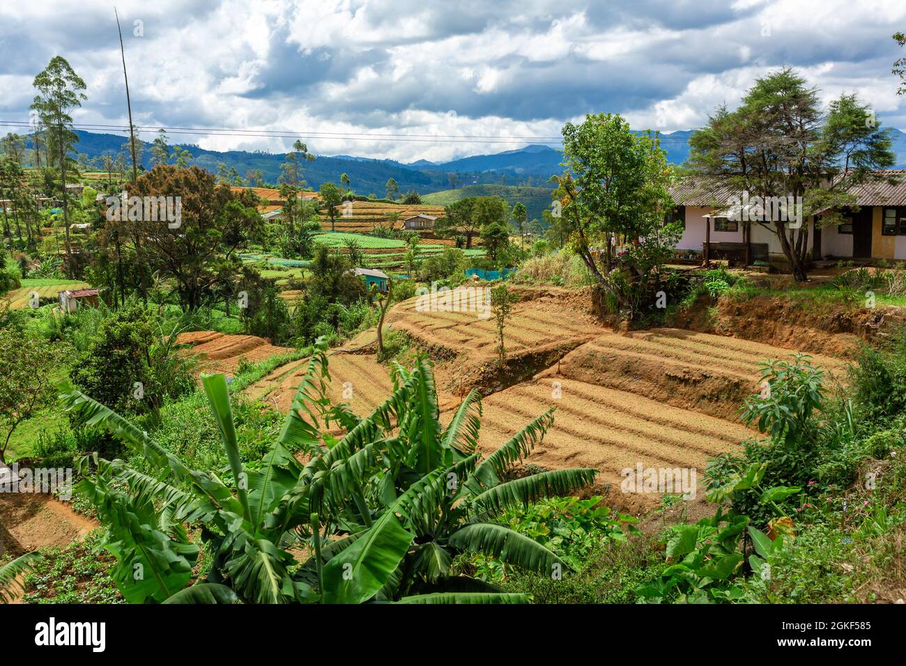 Local household in Sri Lanka. A green vegetable garden with even beds ...