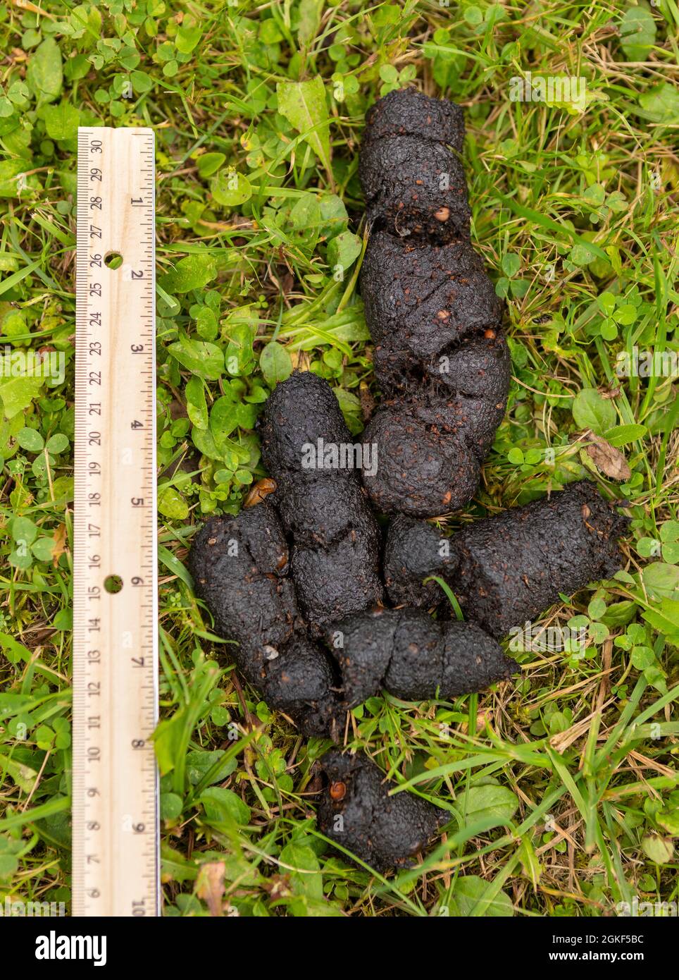 WARREN, VERMONT, USA - American black bear scat. Bear feces. Ursus ...