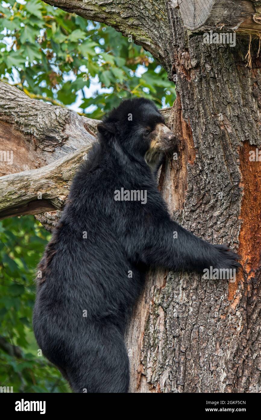 Spectacled bear / Andean bear (Tremarctos ornatus) only bear native to ...