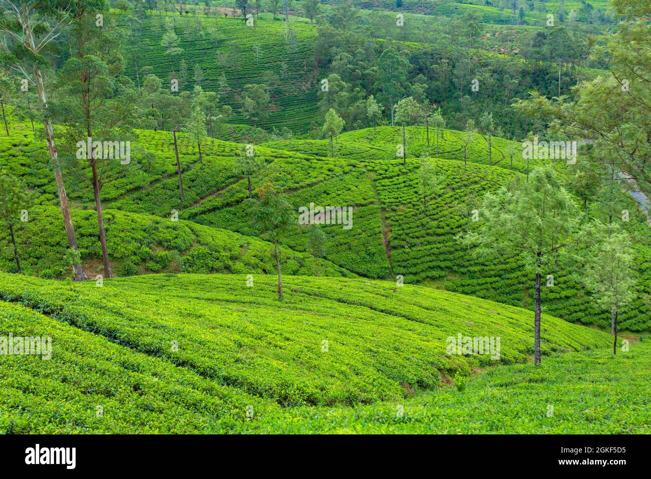 Picturesque natural landscape. Green tea plantations in the highlands ...