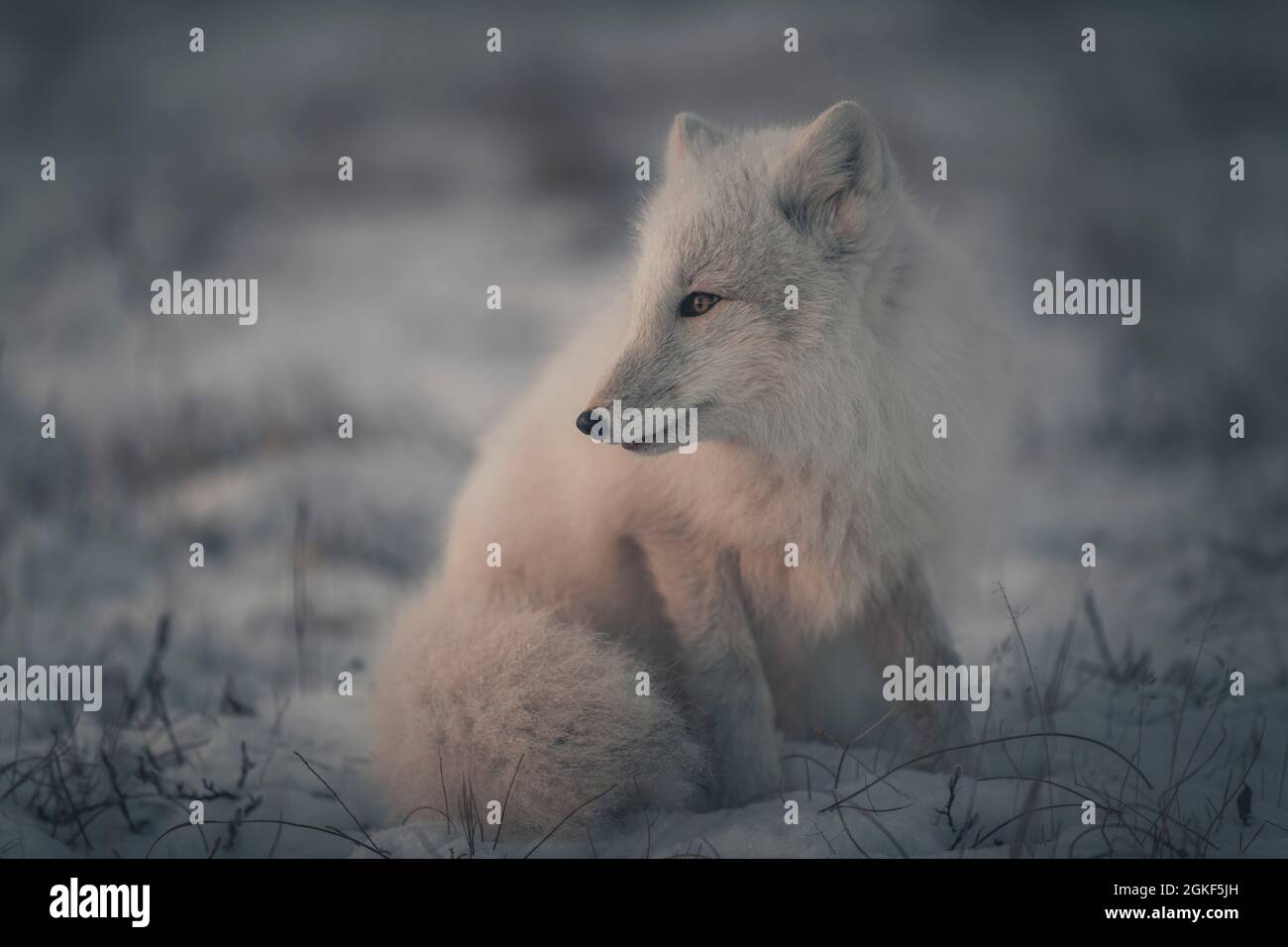Wild arctic fox (Vulpes Lagopus) in tundra in winter time Stock Photo ...