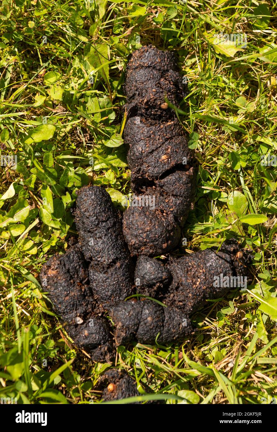 WARREN, VERMONT, USA - American black bear scat. Bear feces. Ursus ...