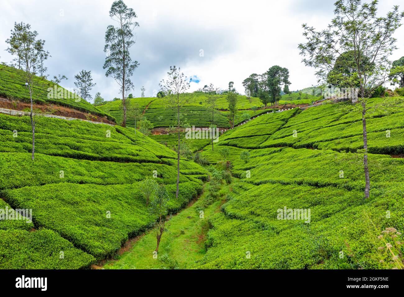 Picturesque natural landscape. Green tea plantations in the highlands ...