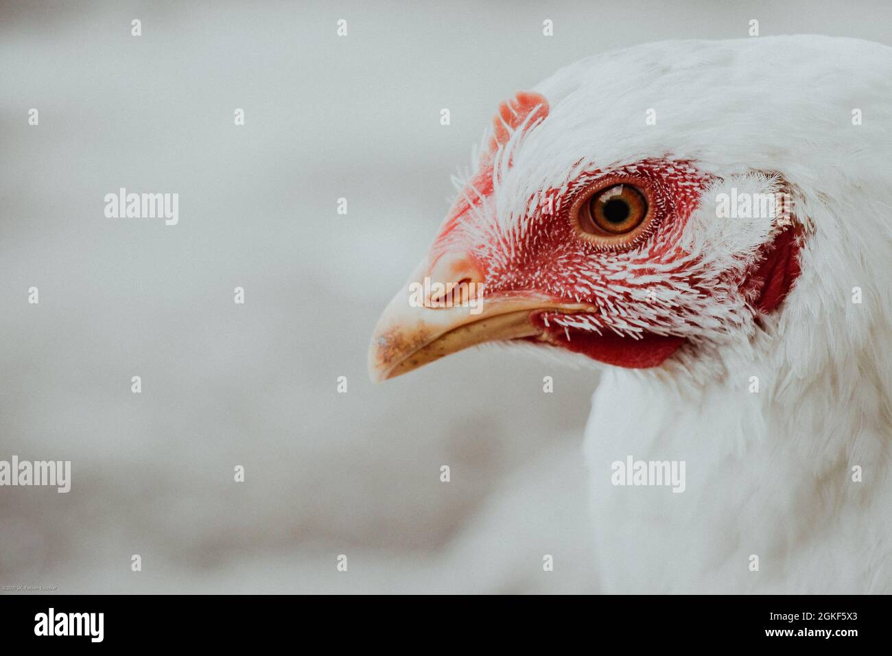 Another example of Portraits. This time of a Chicken, Eye Closeup with ...