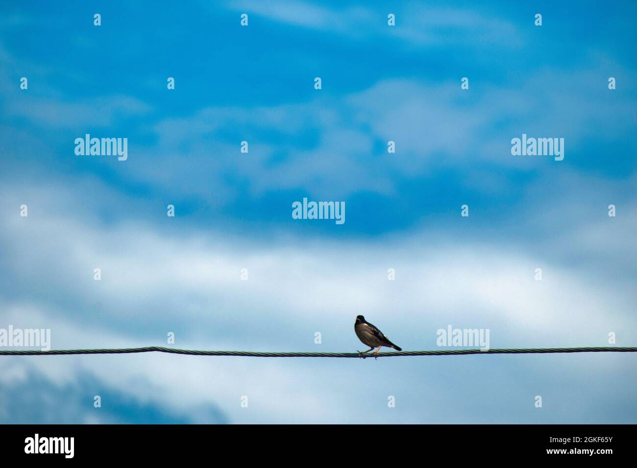 Rosy starling .Pastor roseus. Rose coloured starling. Rose coloured ...