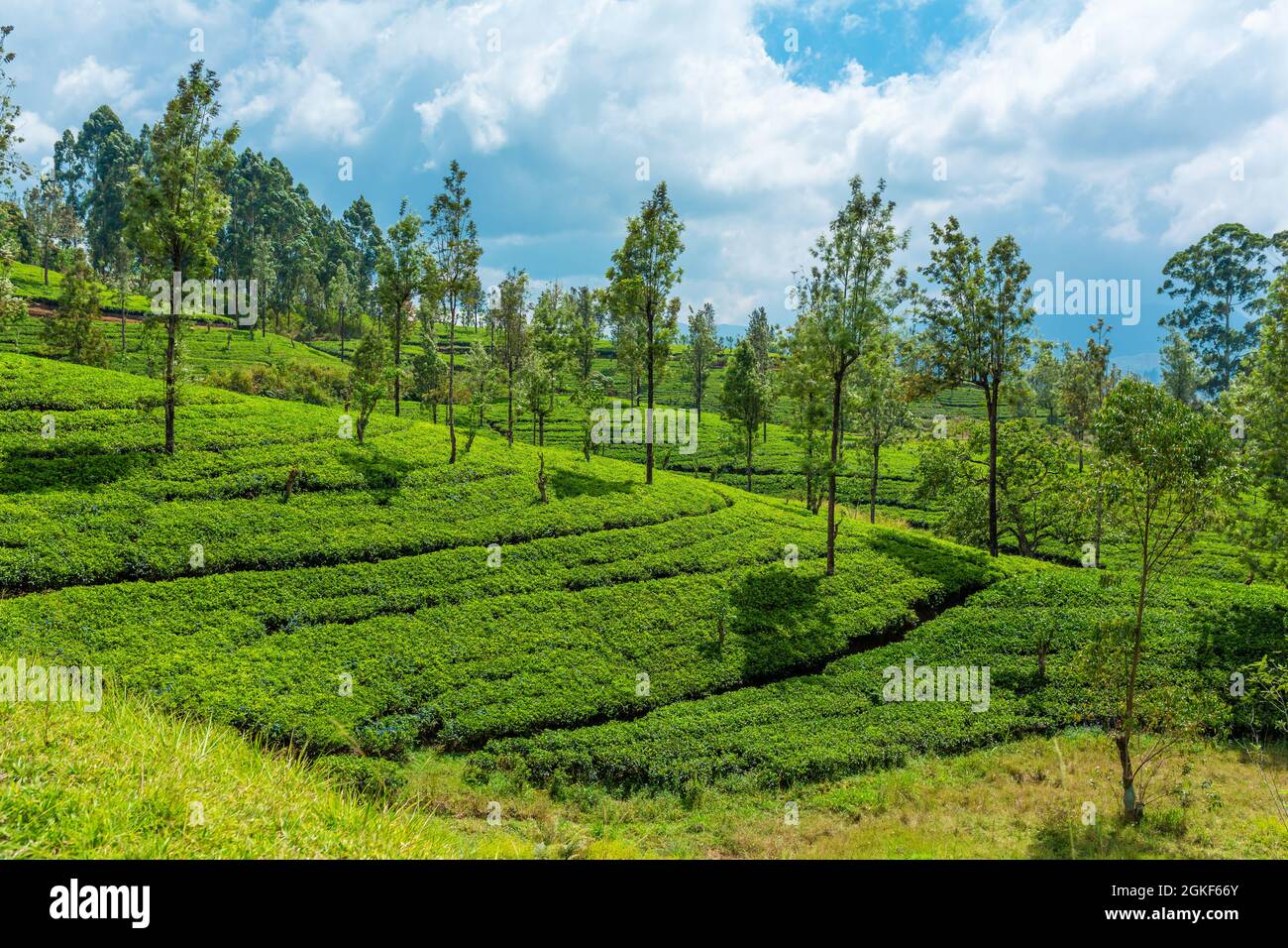 Picturesque natural landscape. Green tea plantations in the highlands ...