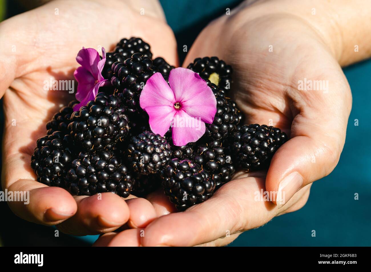 Handfuls of berries hi-res stock photography and images - Alamy