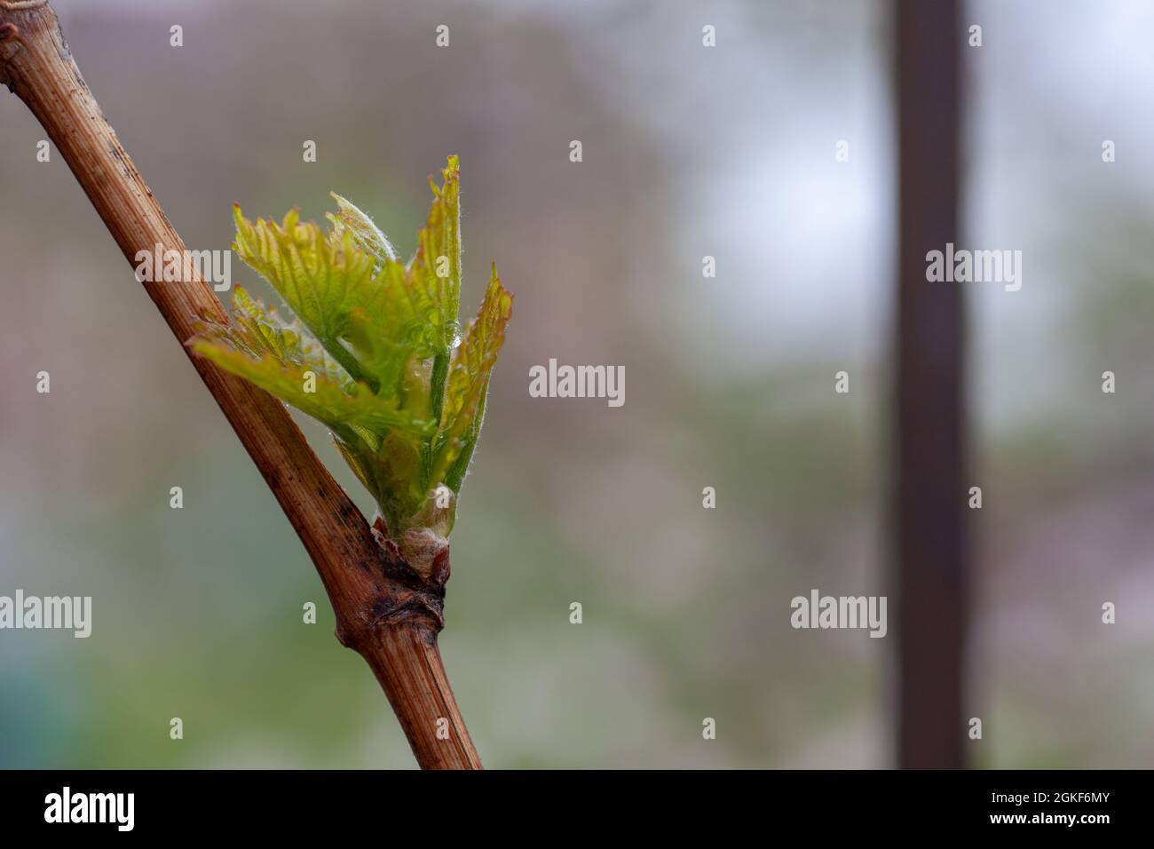 Young budding flower hi-res stock photography and images - Alamy