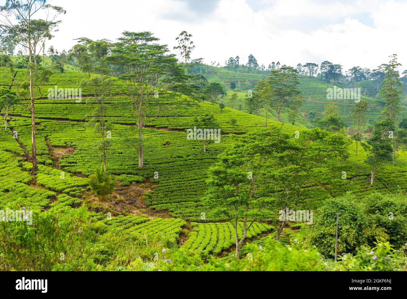 Picturesque natural landscape. Green tea plantations in the highlands ...