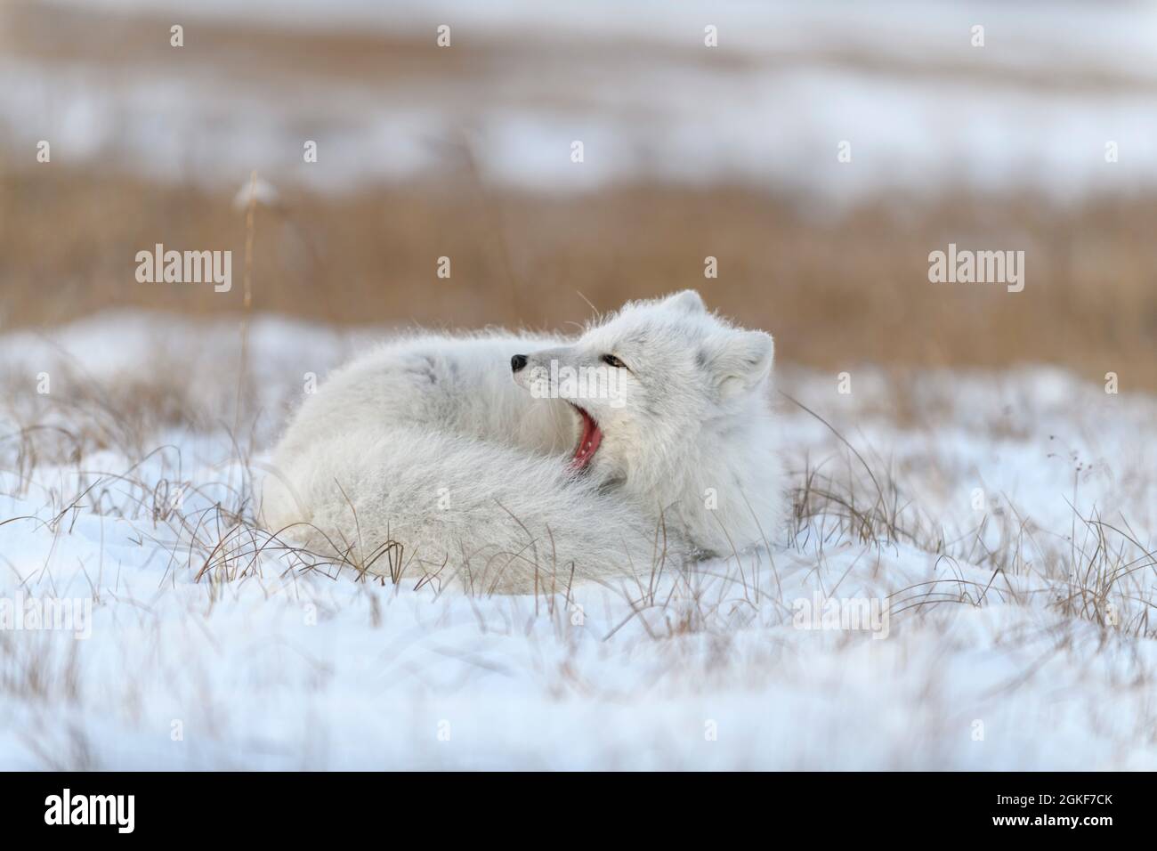 Wild arctic fox (Vulpes Lagopus) in tundra in winter time. White arctic fox yawning Stock Photo ...