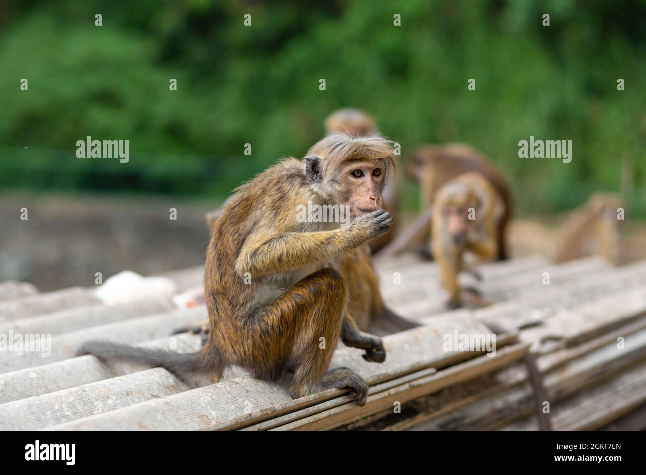 a flock of monkeys rummaging in a junkyard Stock Photo - Alamy