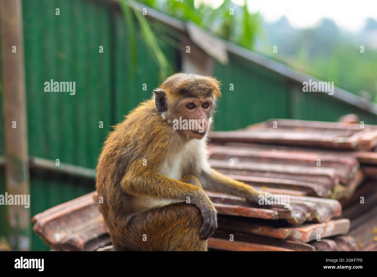 a flock of monkeys rummaging in a junkyard Stock Photo - Alamy