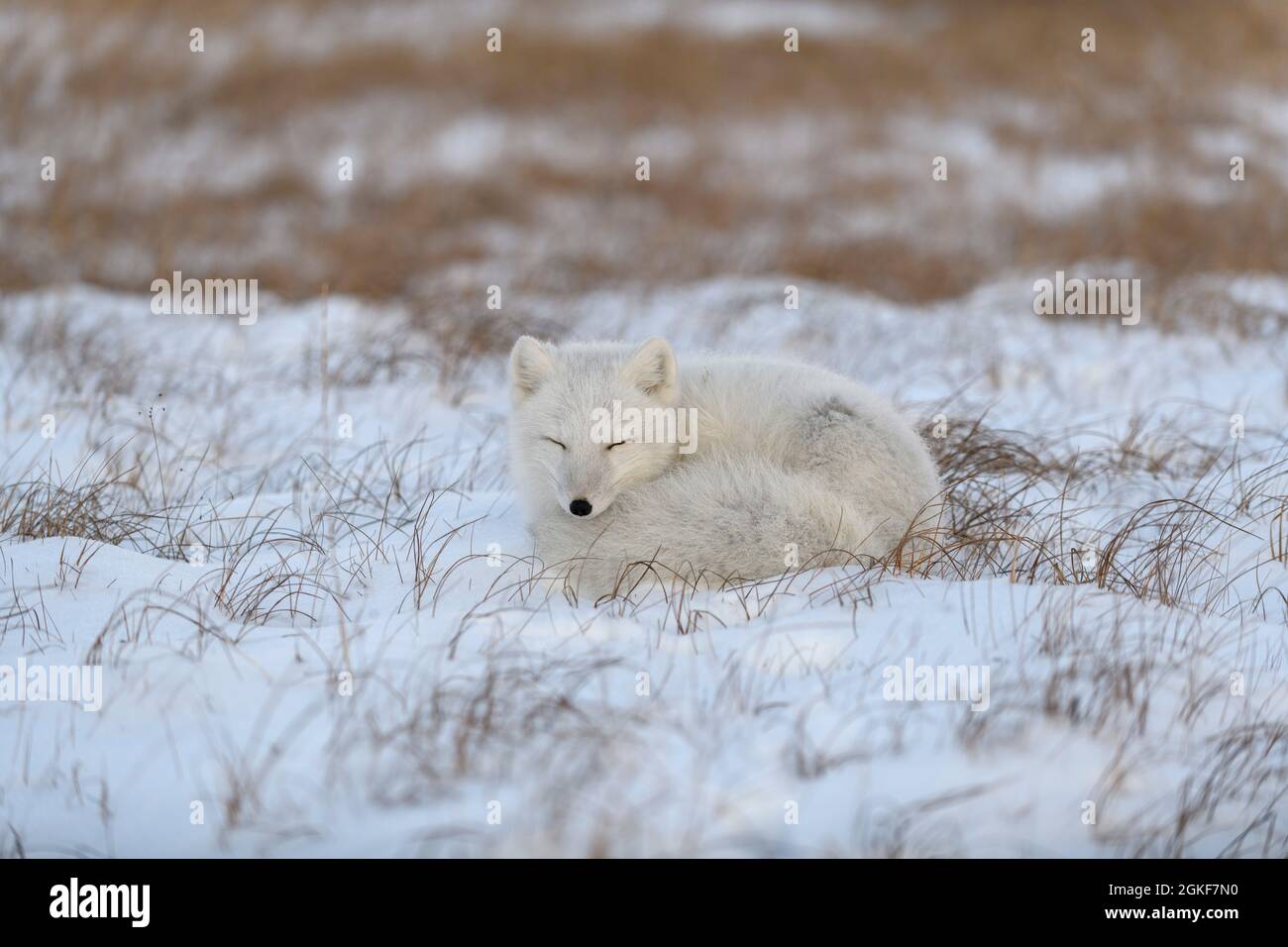 Arctic Fox Habitat