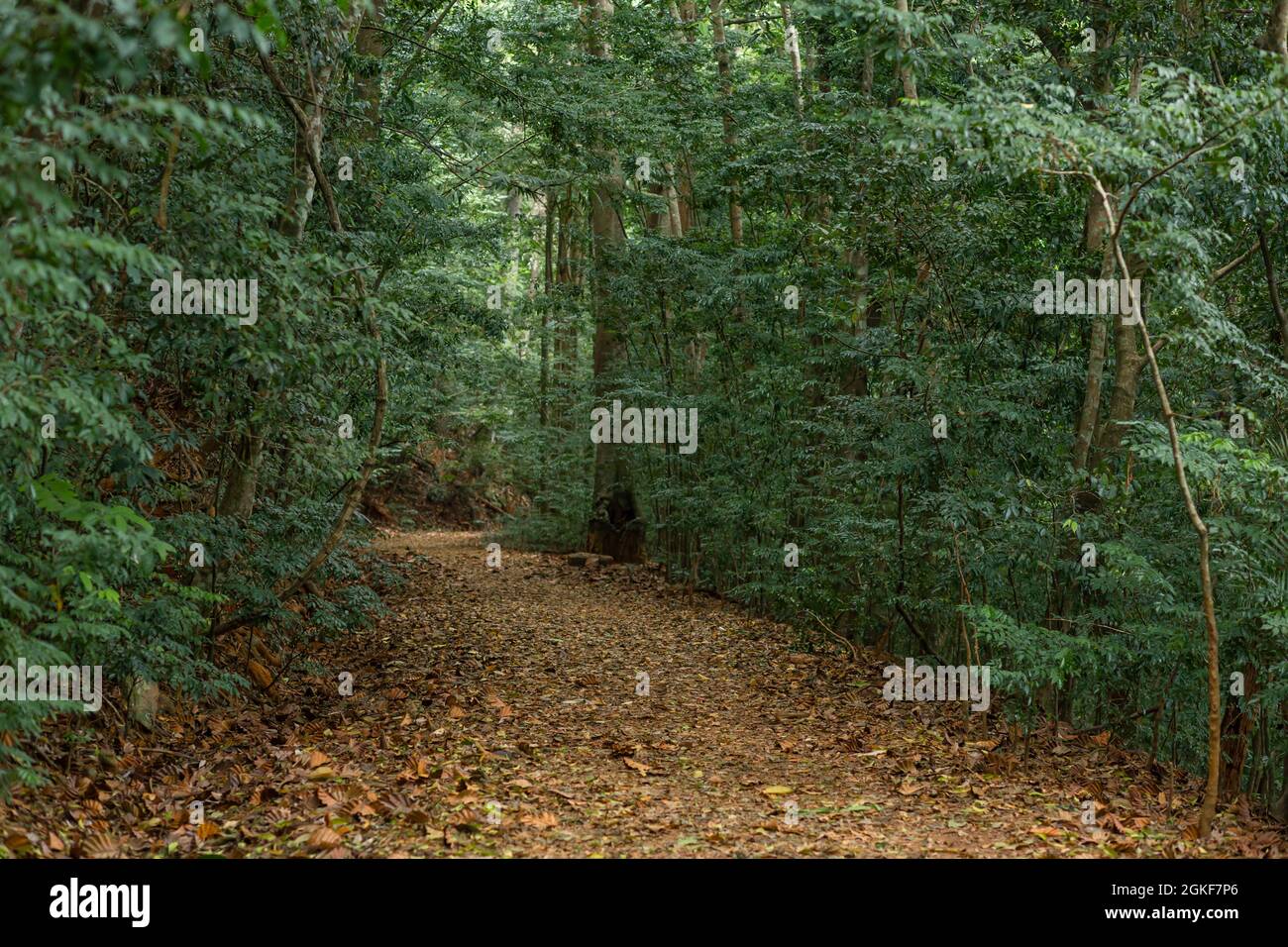 A path in the dense jungle. Natural reserve. The sun doesn't break ...