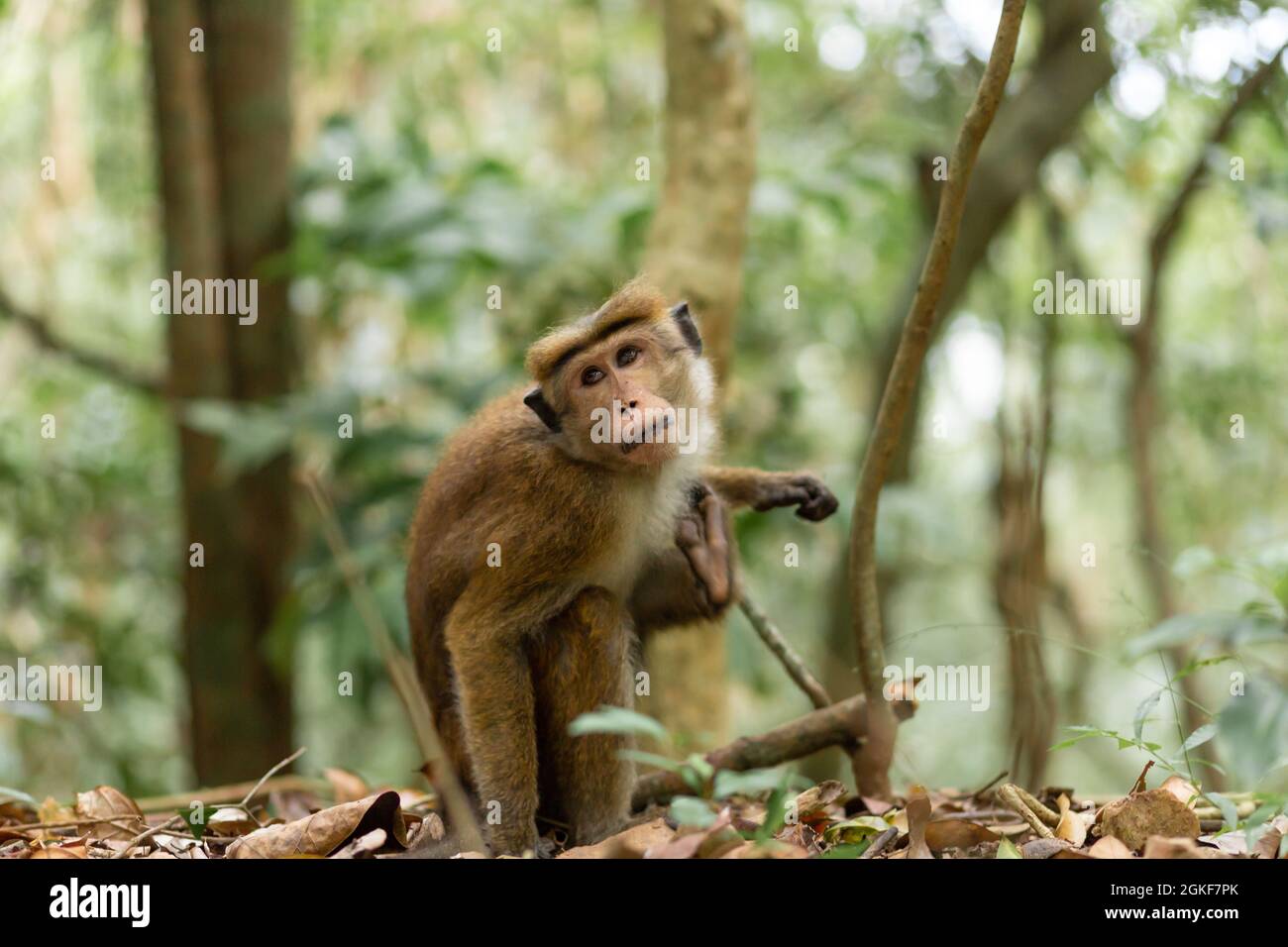 Monkey in the jungle. Natural habitat close up Stock Photo - Alamy
