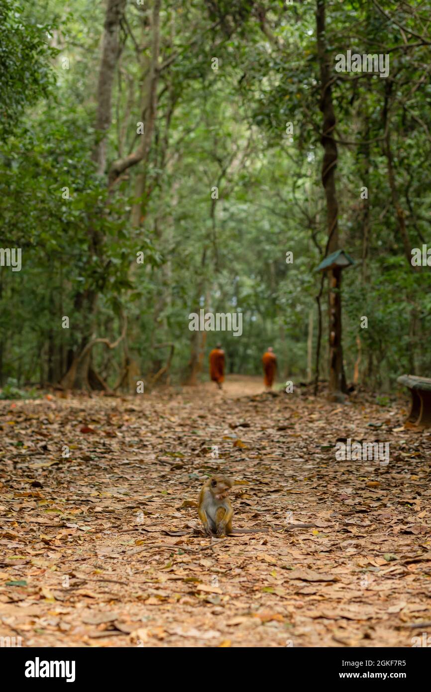 A couple of Buddhist monks walk through the jungle enjoying the silence ...
