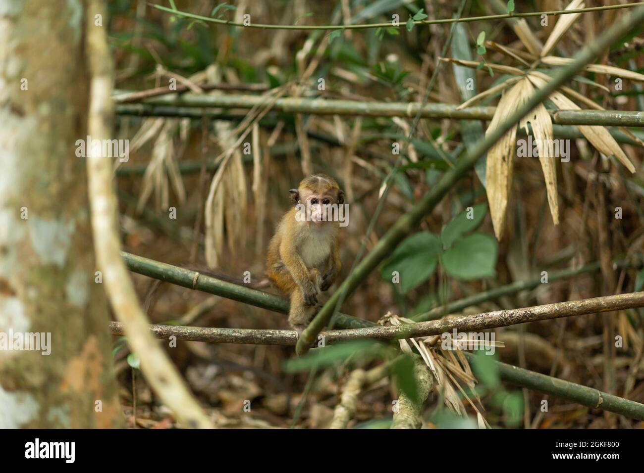 Monkey in the jungle. Natural habitat close up Stock Photo - Alamy