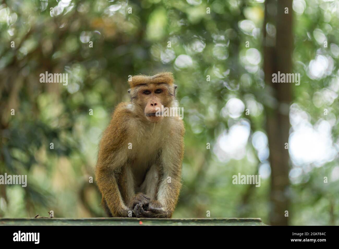 Monkey in the jungle. Natural habitat close up Stock Photo - Alamy