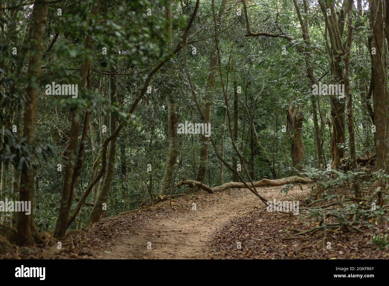 A path in the dense jungle. Natural reserve. The sun doesn't break ...