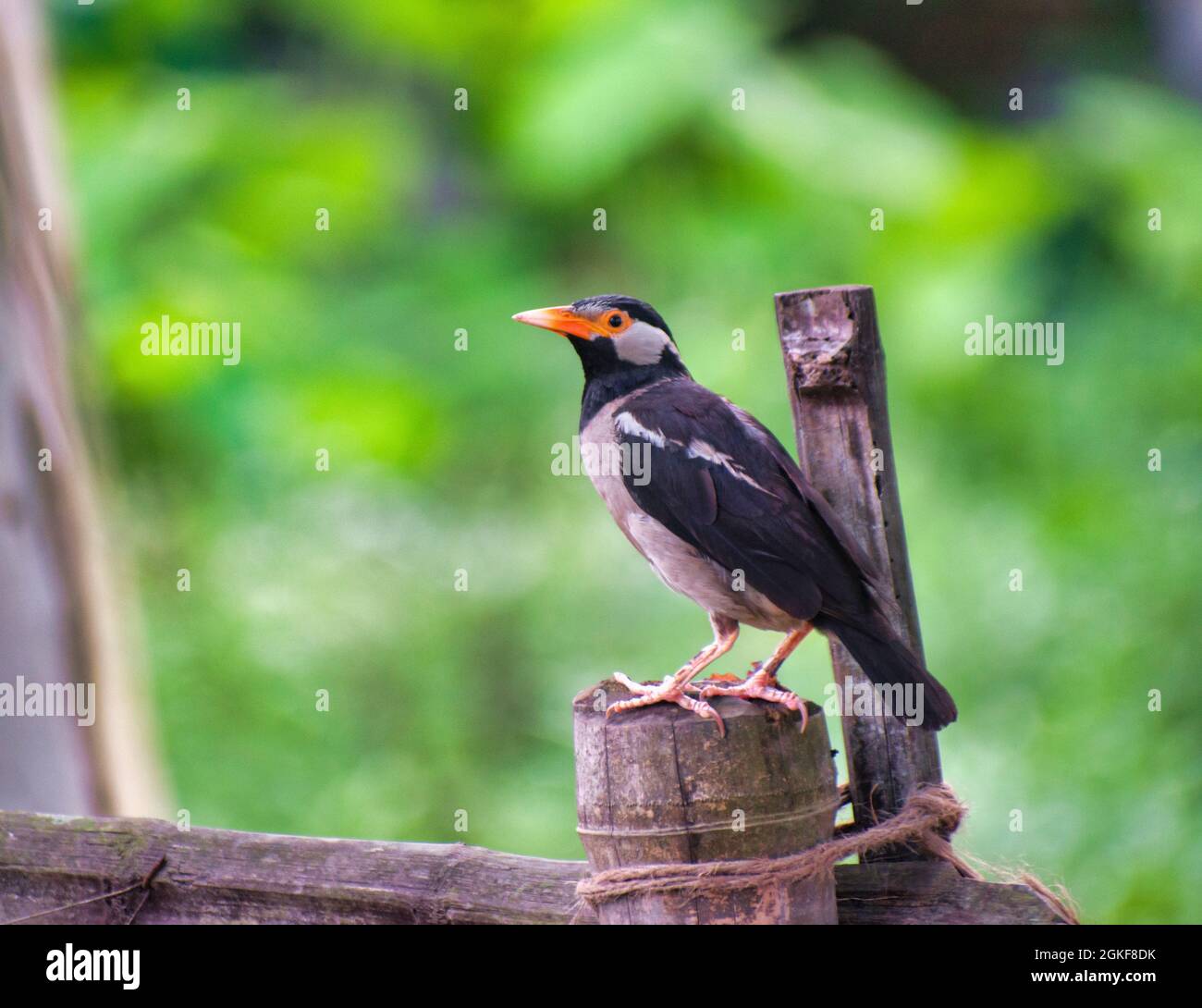 Asian subcontinent hi-res stock photography and images - Alamy