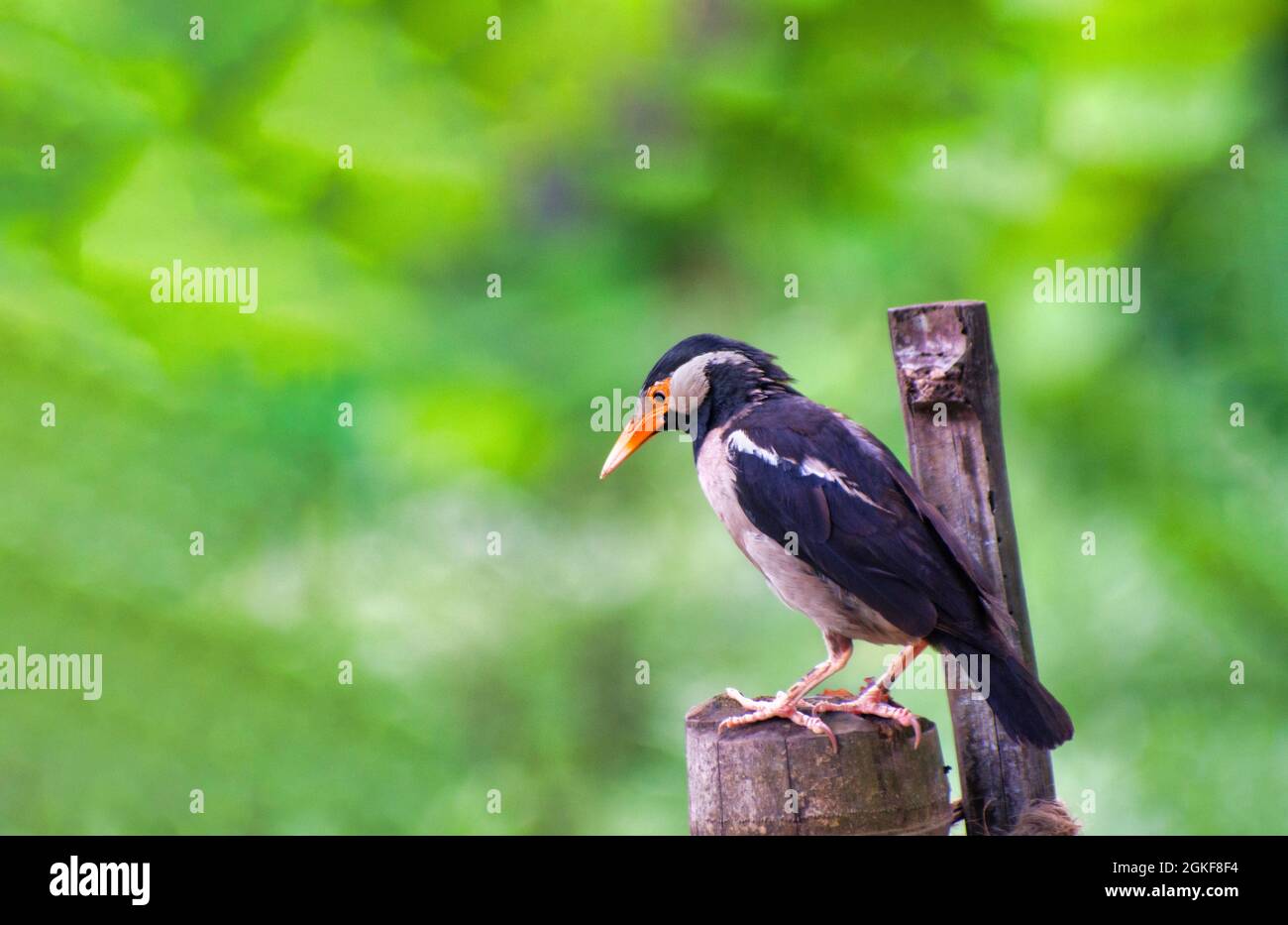 Asian fauna hi-res stock photography and images - Alamy