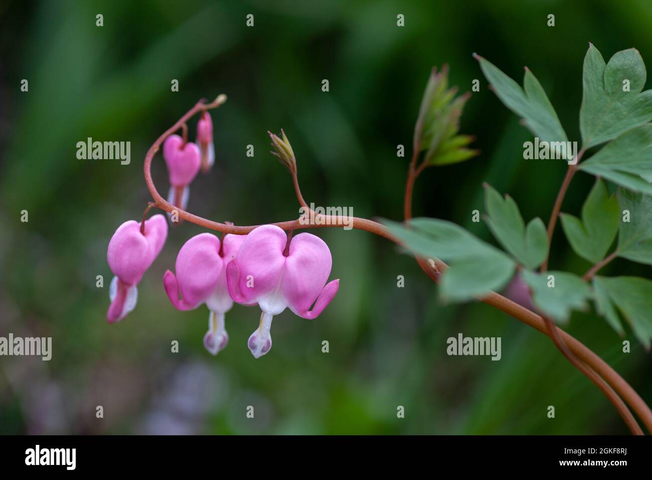 Flower of Dicenter close-up. Soft focus on white-pink flowers of heart ...