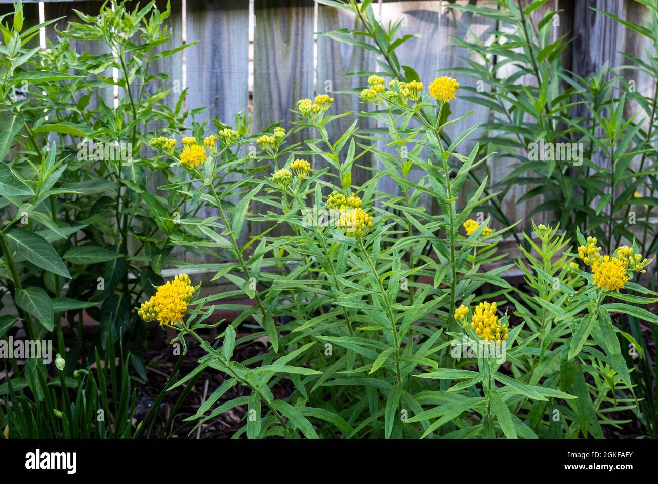 Asclepias Tuberosa Hello Yellow
