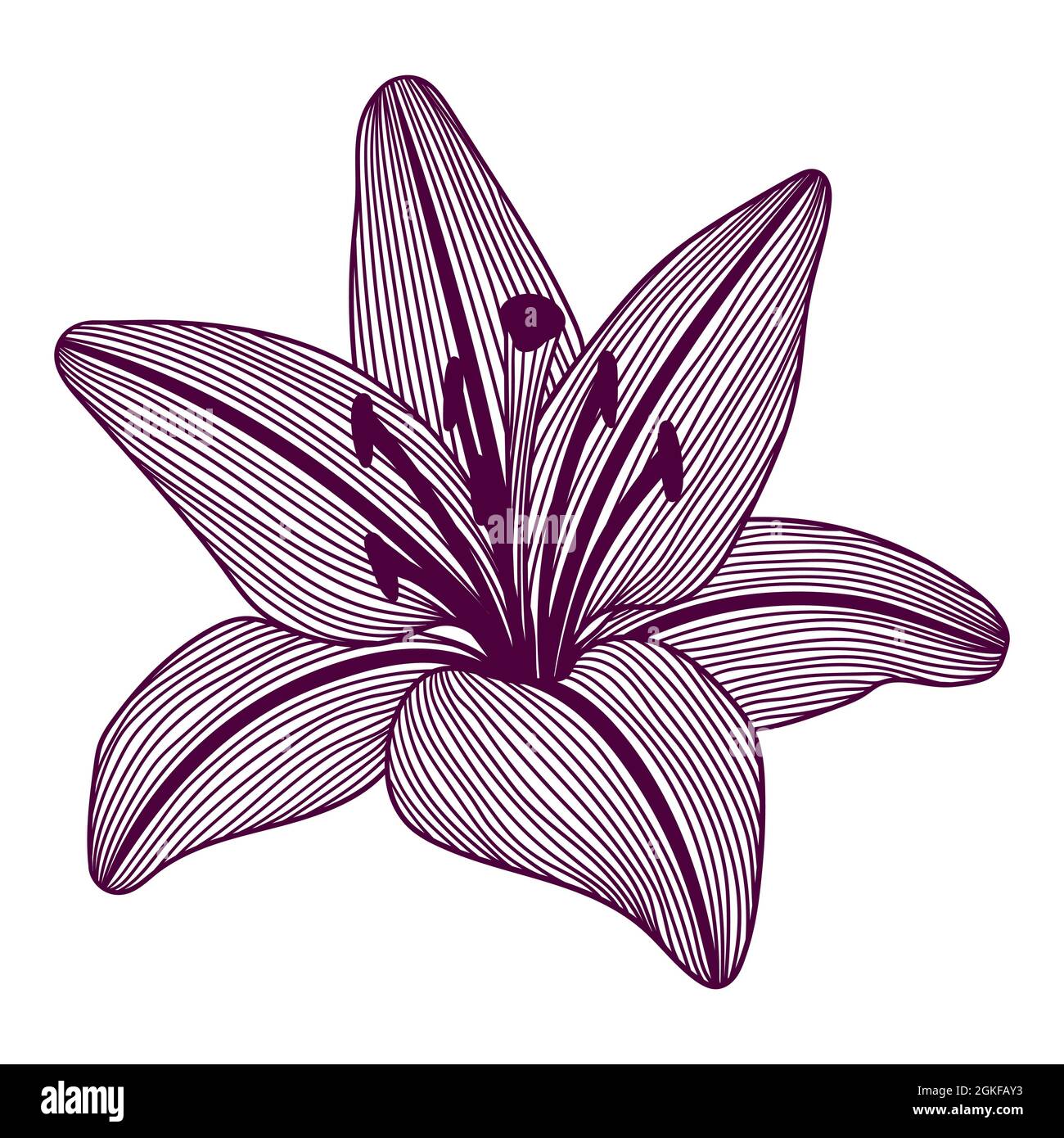 Illustration of stylized lily flower. Decorative image of beautiful bud ...