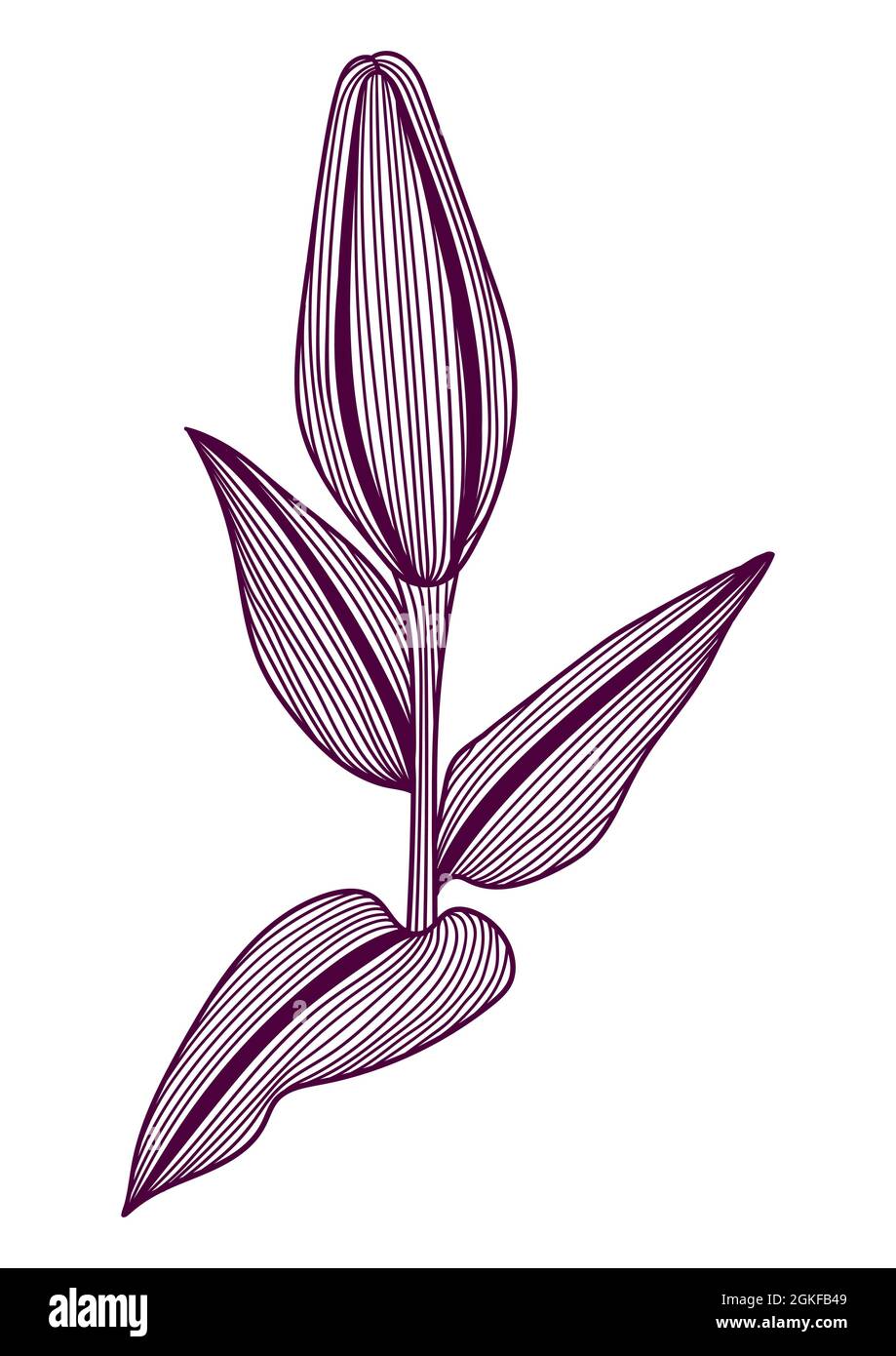 Illustration of stylized lily flower. Decorative image of beautiful bud ...