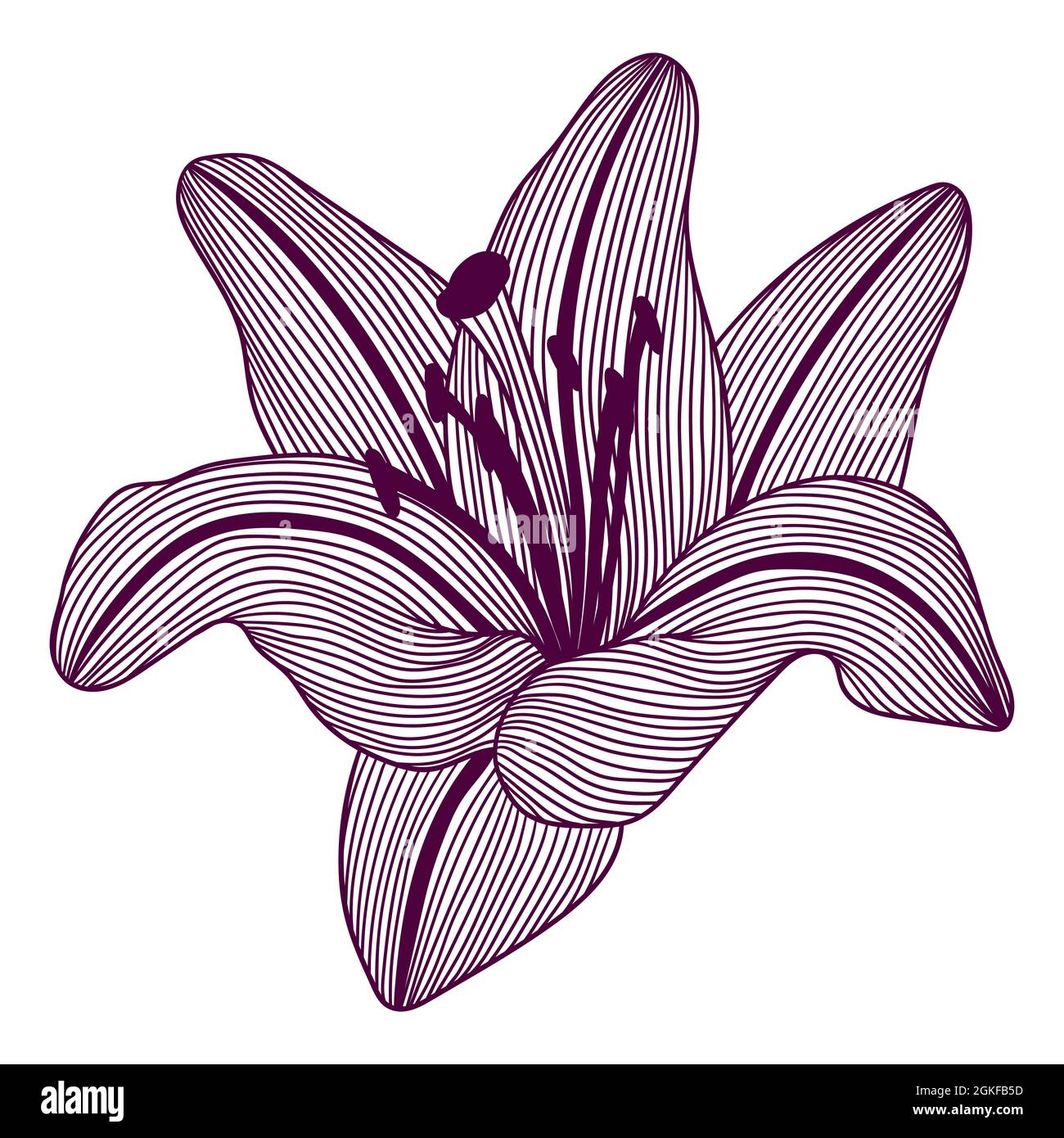 Lily foliage Cut Out Stock Images & Pictures - Alamy