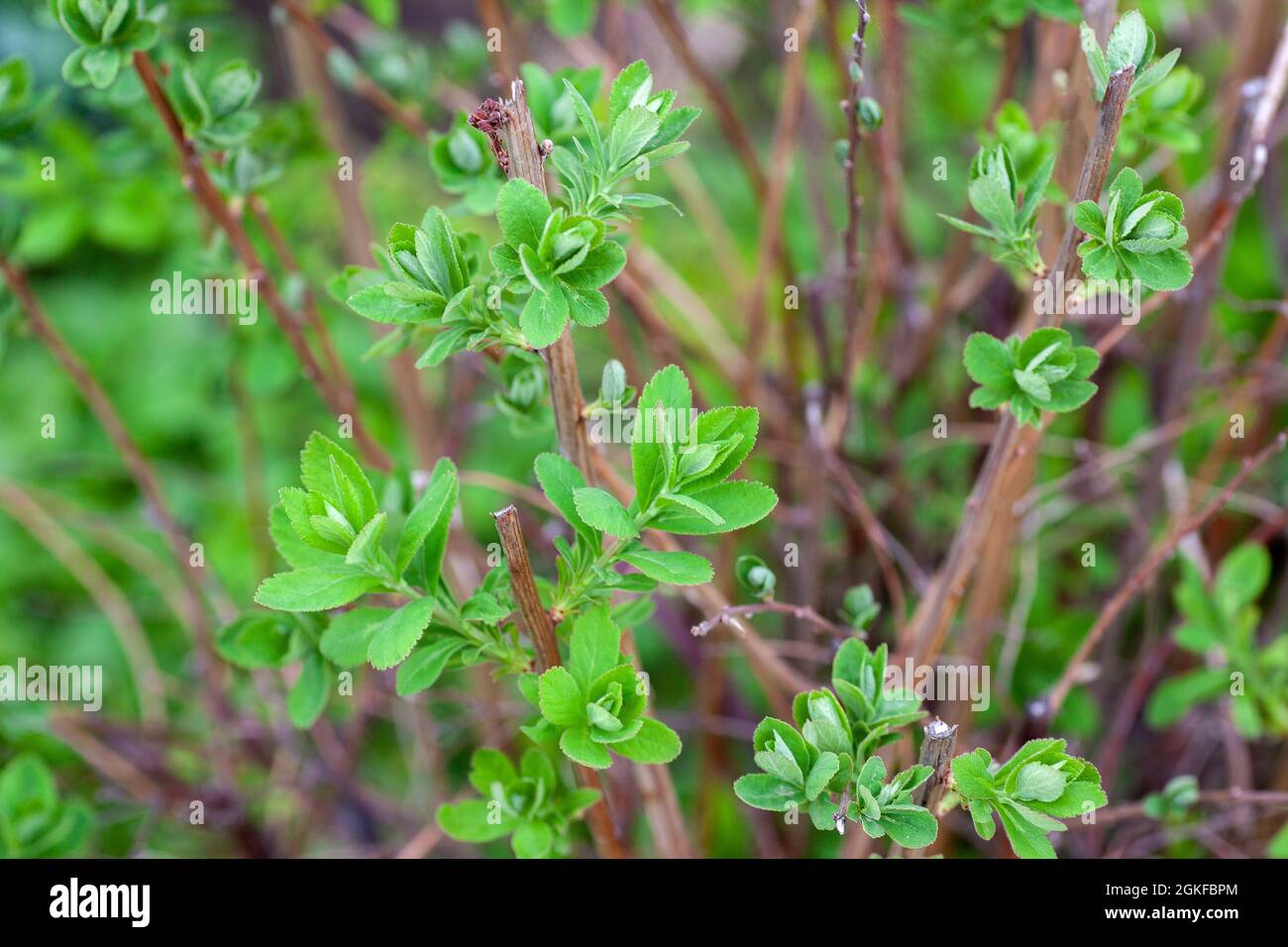 Hydrangea bush. Part of hydrangea bush without flowers and young green ...