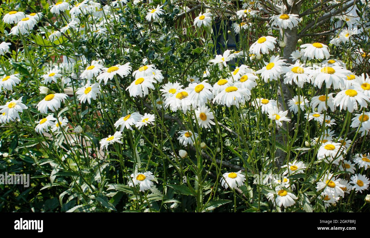 Leucanthemum x superbum 'snow cap' (Shasta Daisy) growing in summer ...