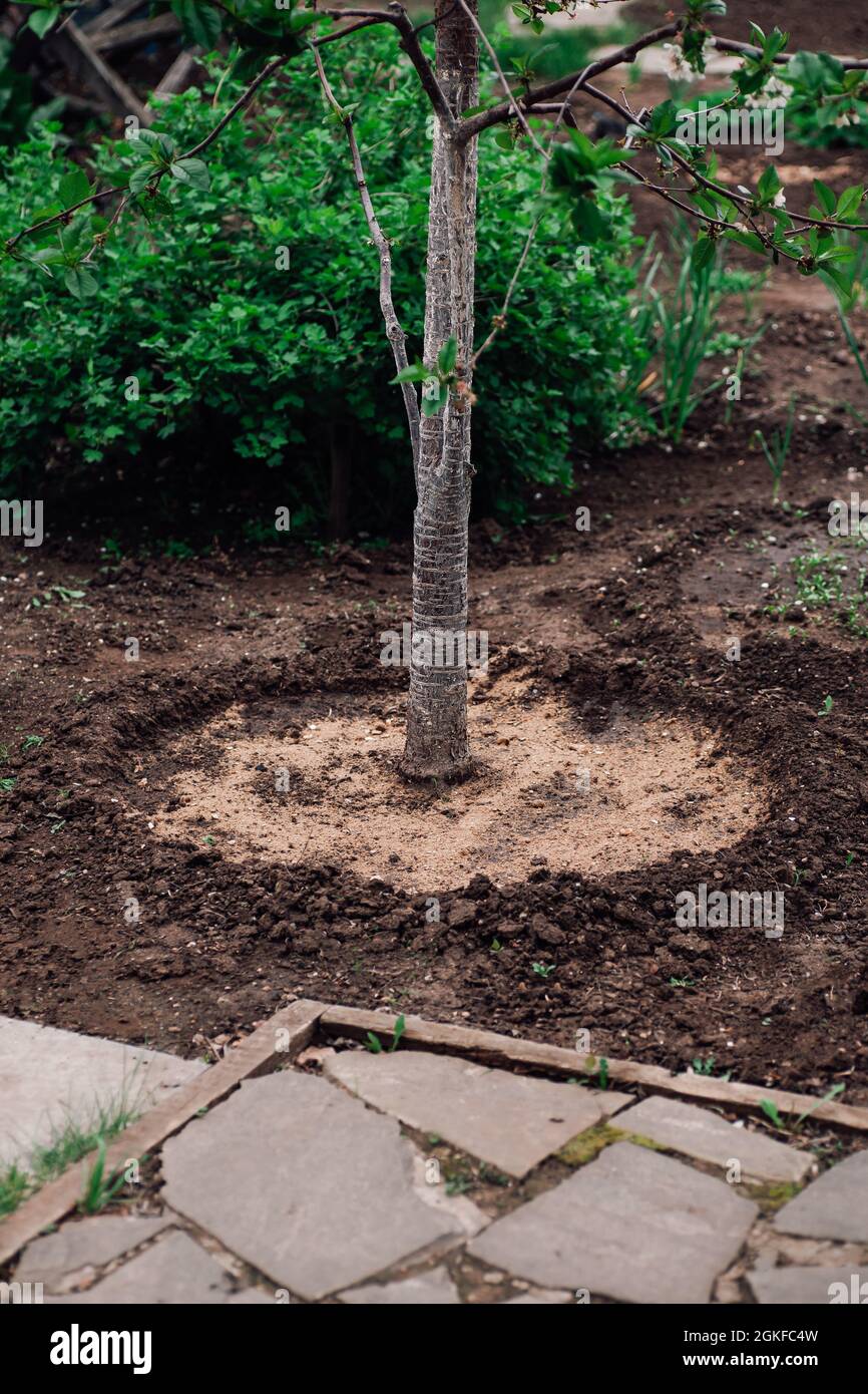 Plant tree dig hole hi-res stock photography and images - Alamy