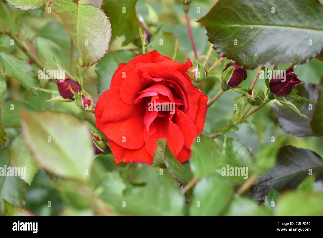 Roses between thorns hi-res stock photography and images - Alamy