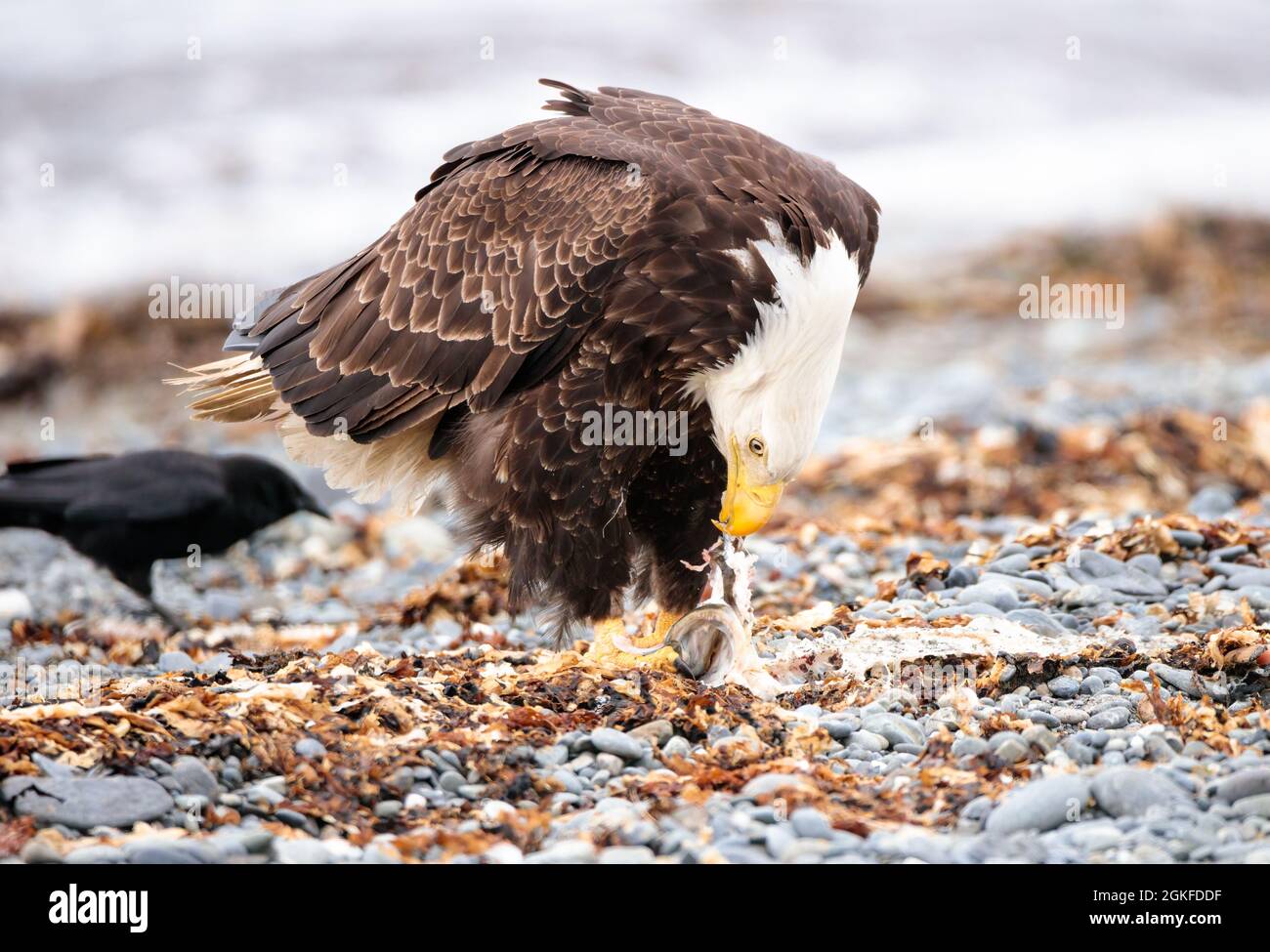 Eagle tears hi-res stock photography and images - Alamy
