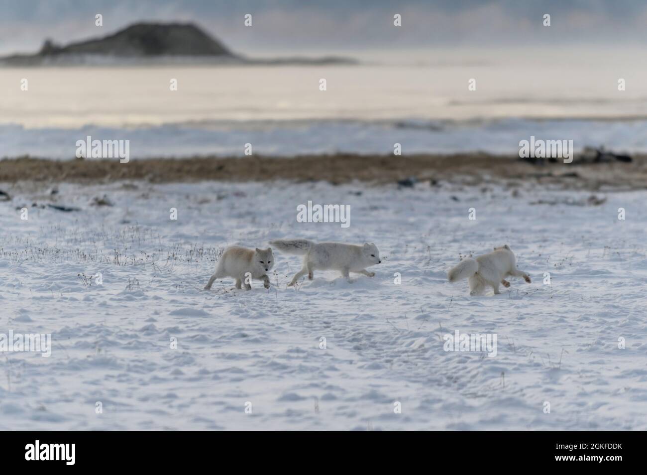 Two young arctic foxes playing in wilde tundra with industrial ...