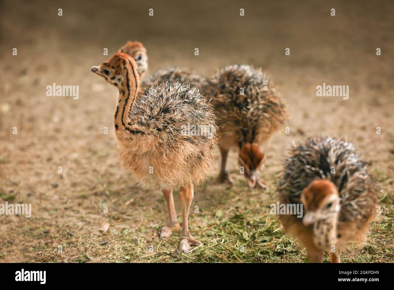 Adorable baby ostriches on farm Stock Photo - Alamy